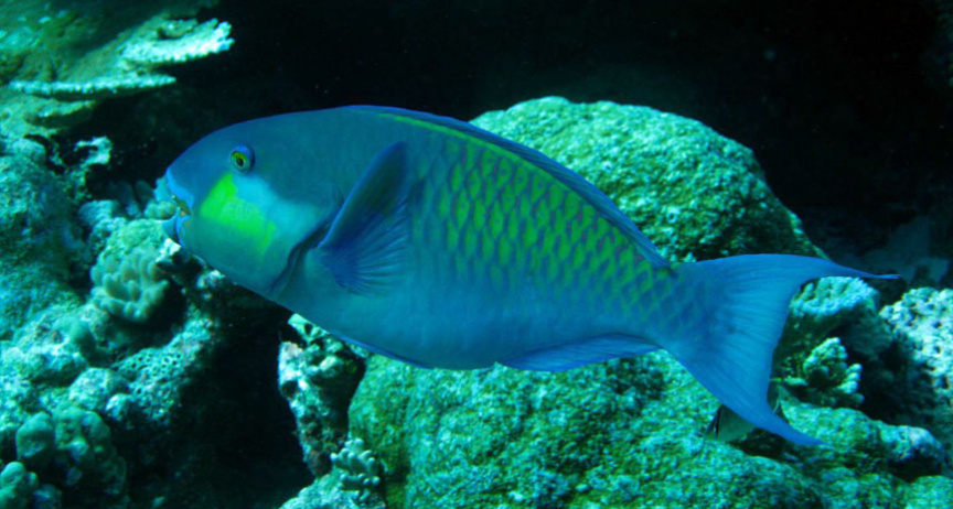 Parrotfish are now protected in the Maldives