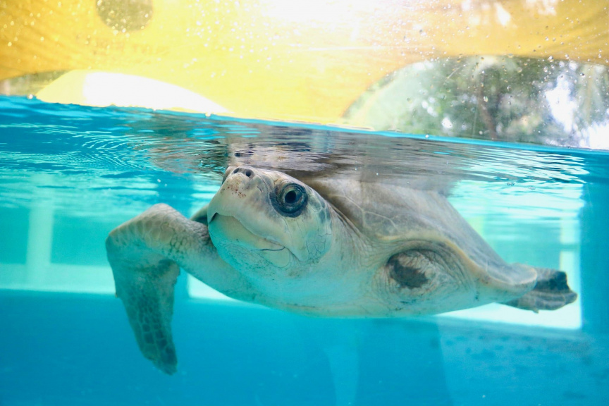 Olive Ridley Project opens volunteer opportunities with sea turtles in ...